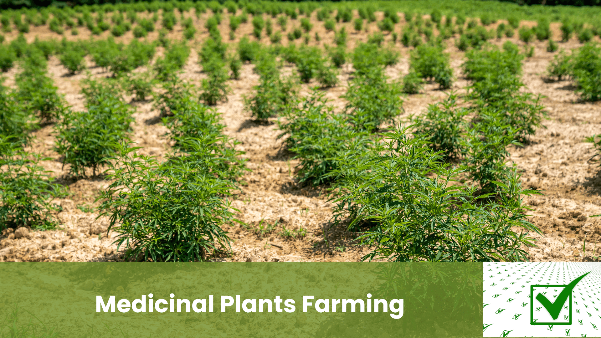 Nepal Legalizes Cannabis (Weed/ Marijuana/Ganja) Cultivation for ...